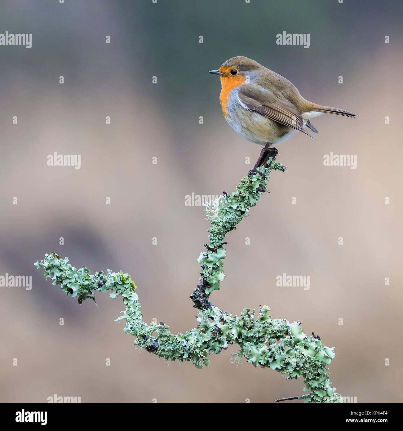 A colourful Robin (Turdidae) perched in a tree branch covered in ...