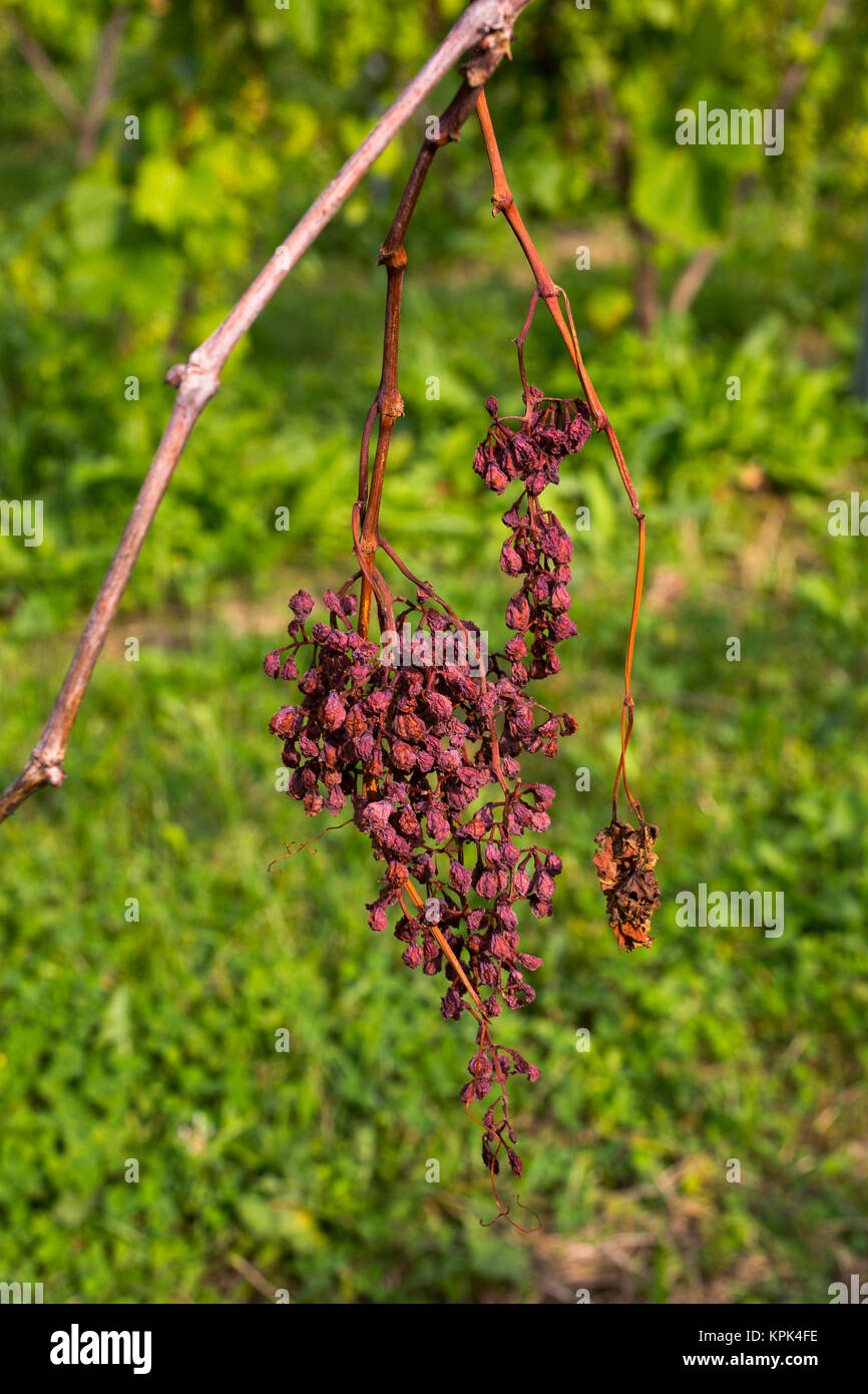 Diseased Frontenac Noir grapes hanging in a cluster still on the vine ...