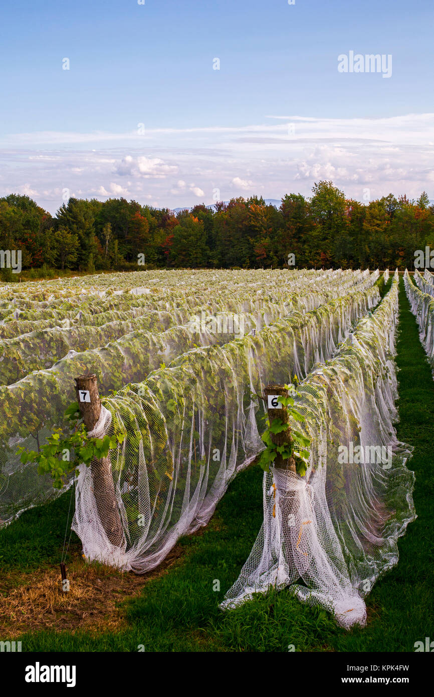 Vineyard with rows of Frontenac Gris grapes growing and draped in a ...