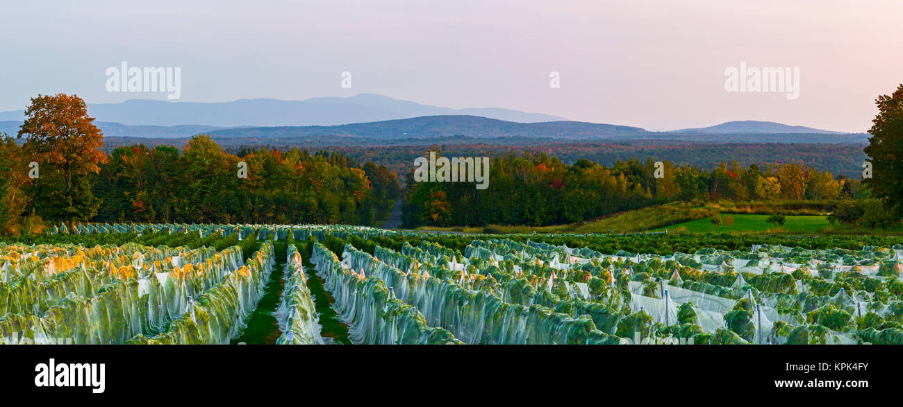 Vineyard with rows of Frontenac Gris and Frontenac Noir grapes growing ...