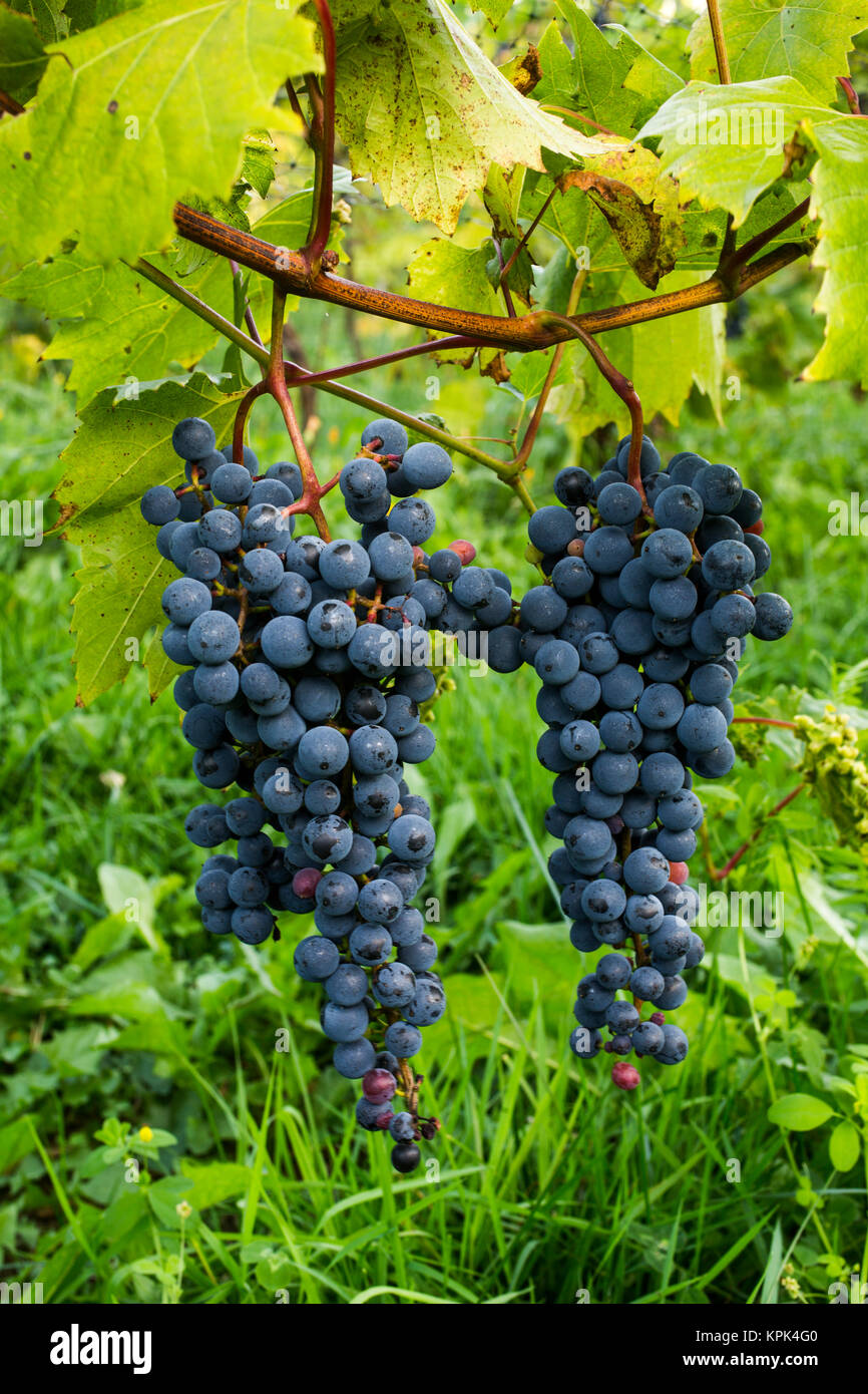 Frontenac Noir grapes on a vine; Shefford, Quebec, Canada Stock Photo ...