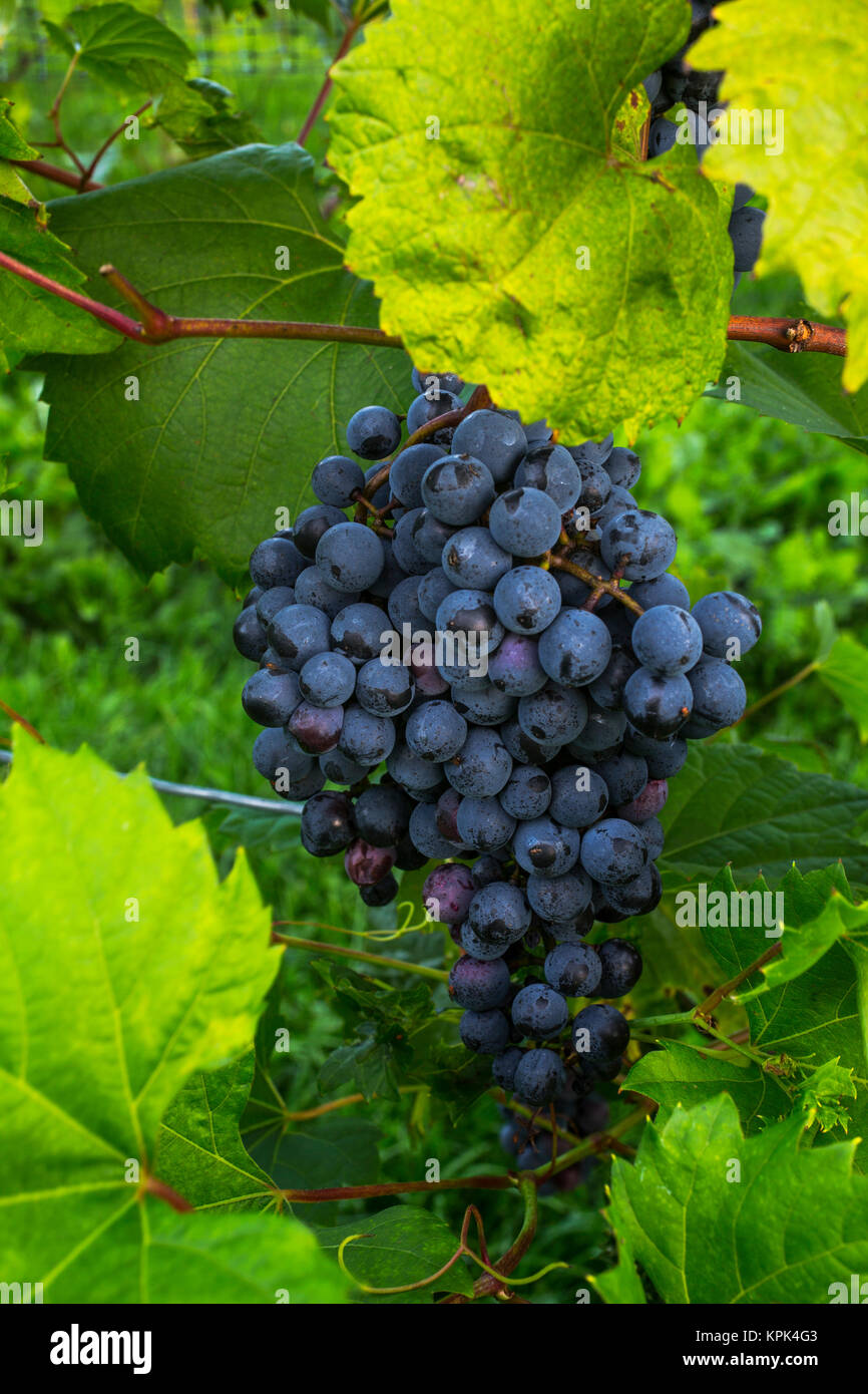 Frontenac Noir grapes on a vine; Shefford, Quebec, Canada Stock Photo ...