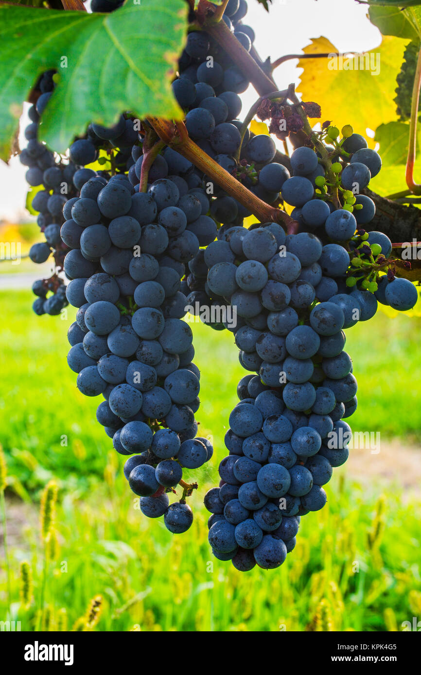 Frontenac Noir grapes on a vine; Shefford, Quebec, Canada Stock Photo ...