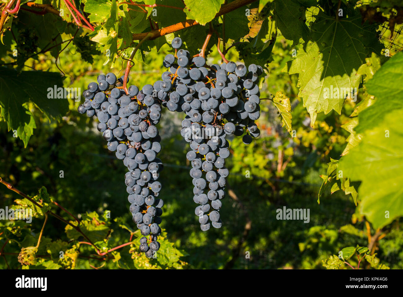 Frontenac Noir grapes on a vine; Shefford, Quebec, Canada Stock Photo ...