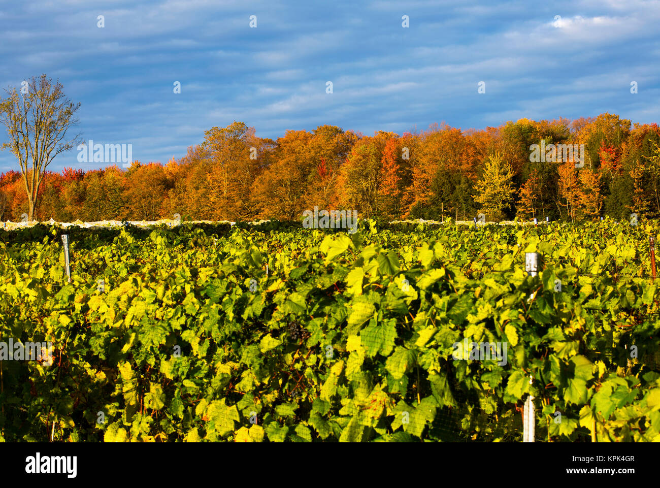Vineyard of Frontenac Noir grapevines with autumn coloured forest in ...