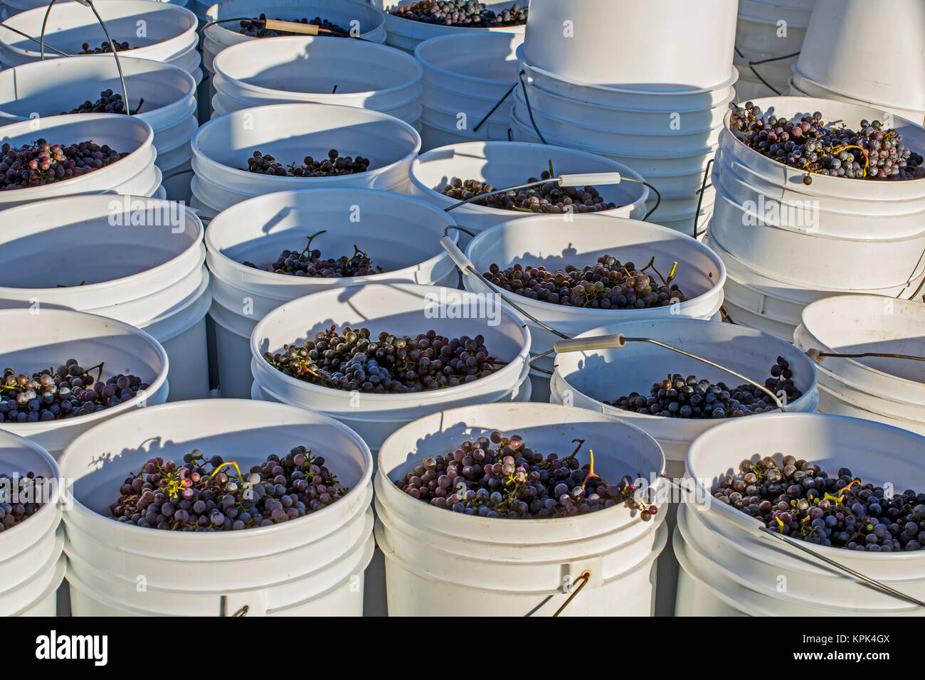 Pails of harvested Frontenac Gris grapes sitting on the ground in a ...