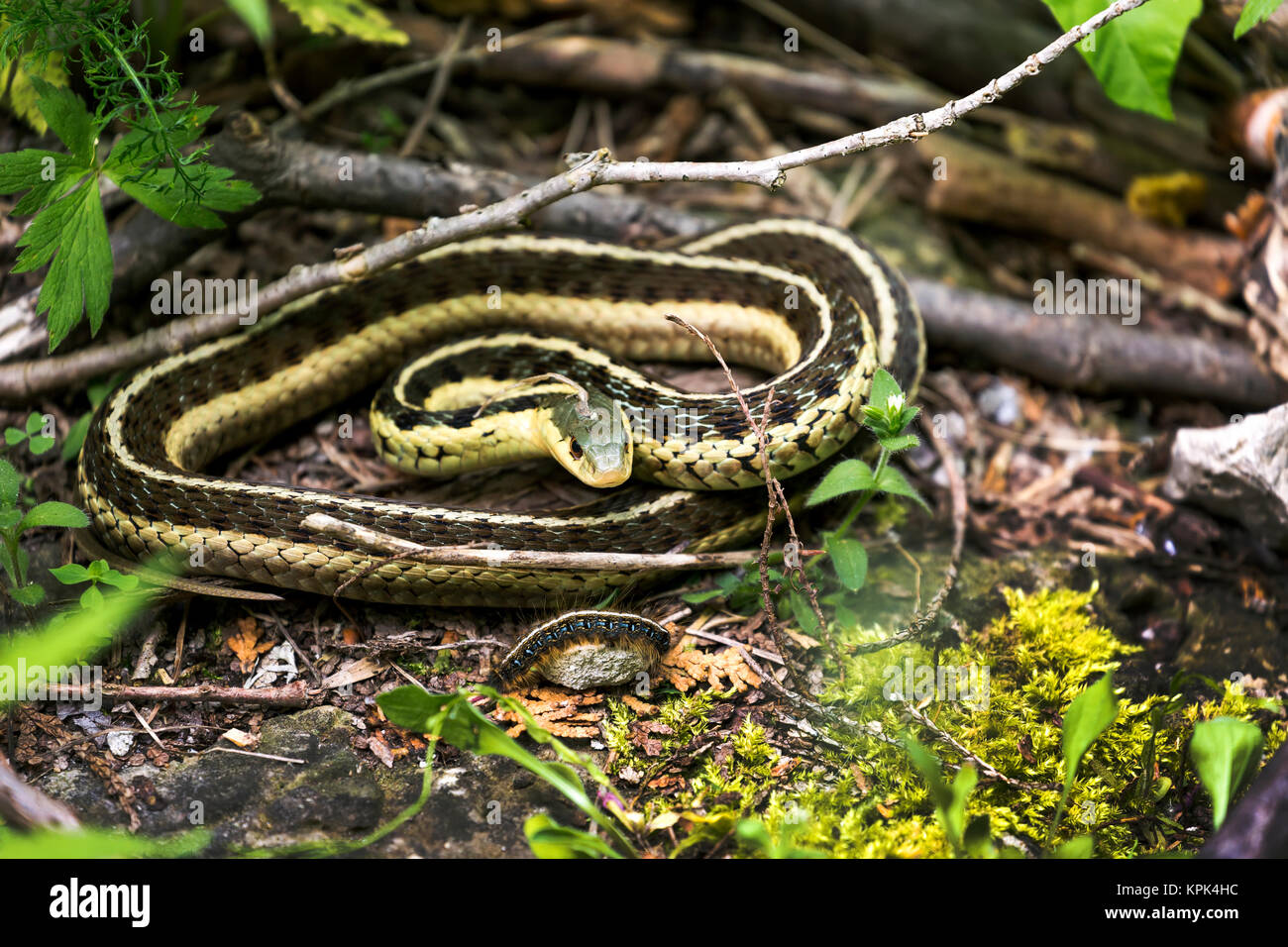 Close-up of a garter snake (Thamnophis) on the ground; Ontario, Canada ...