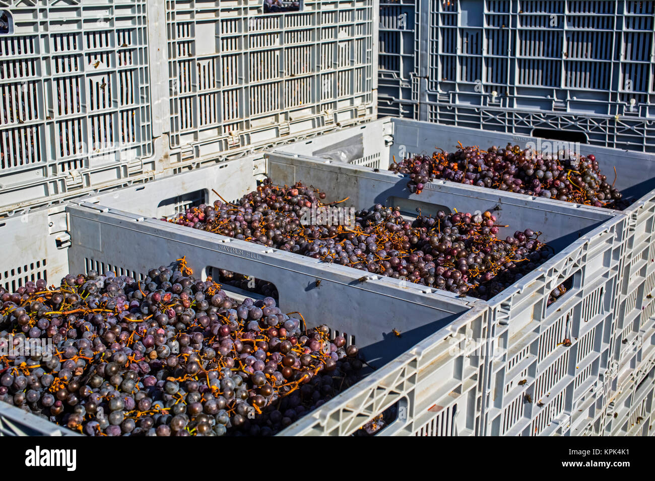 Fresh Frontenac Gris grapes in clusters picked at harvest time and in ...