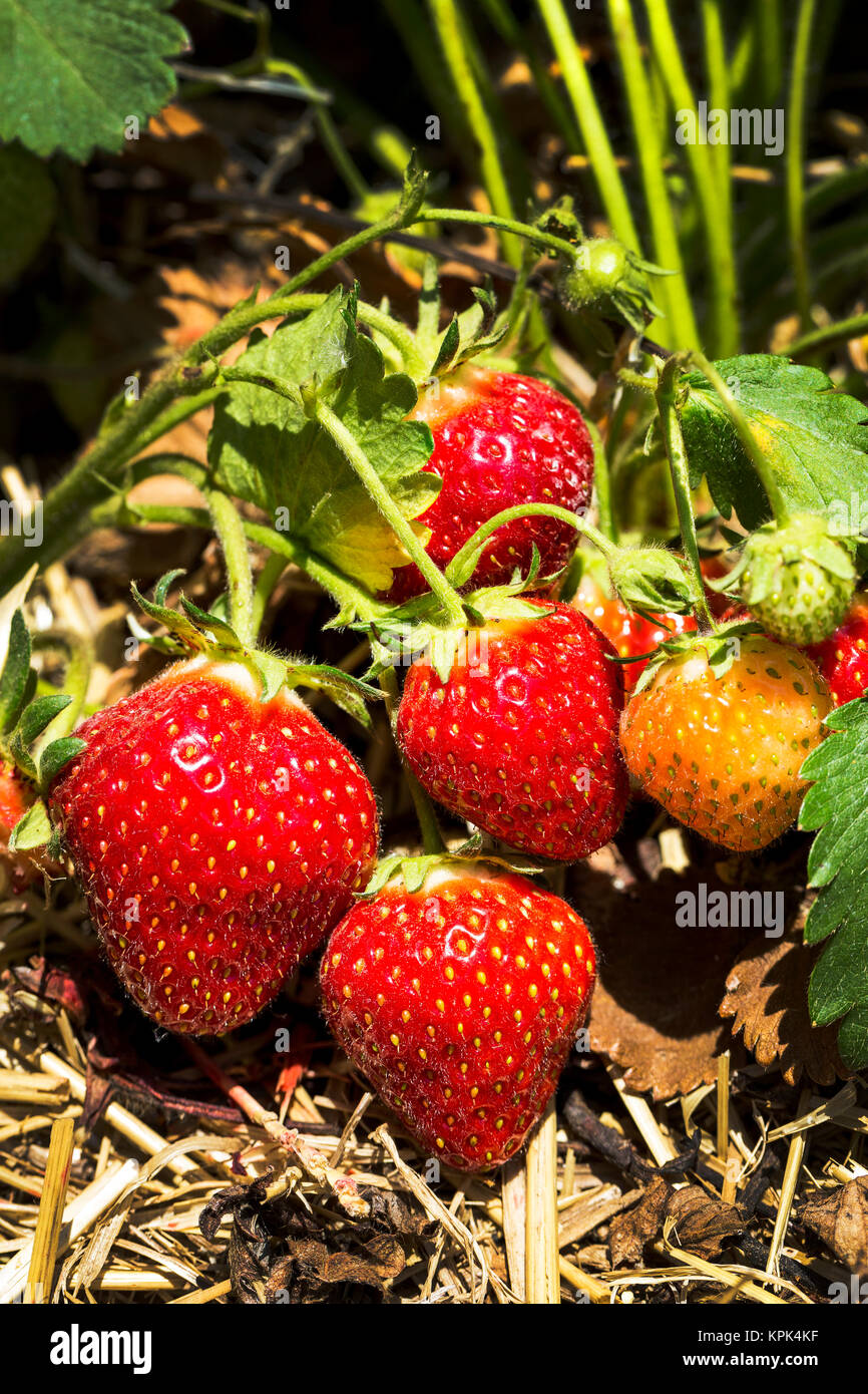 Close-up of ripe strawberries on the plant; Vineland, Ontario, Canada ...