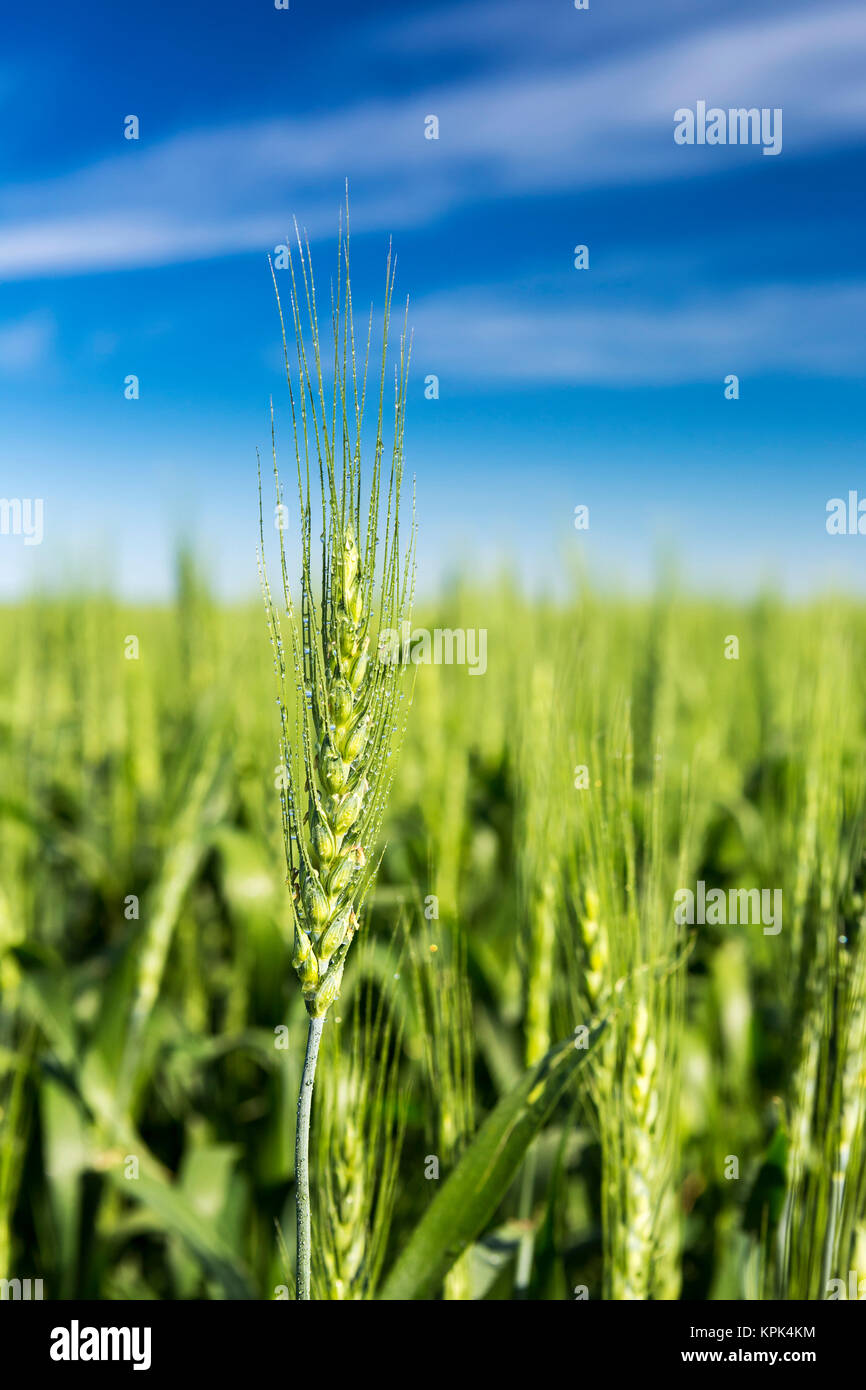 Wheat field prairies alberta hi-res stock photography and images - Alamy