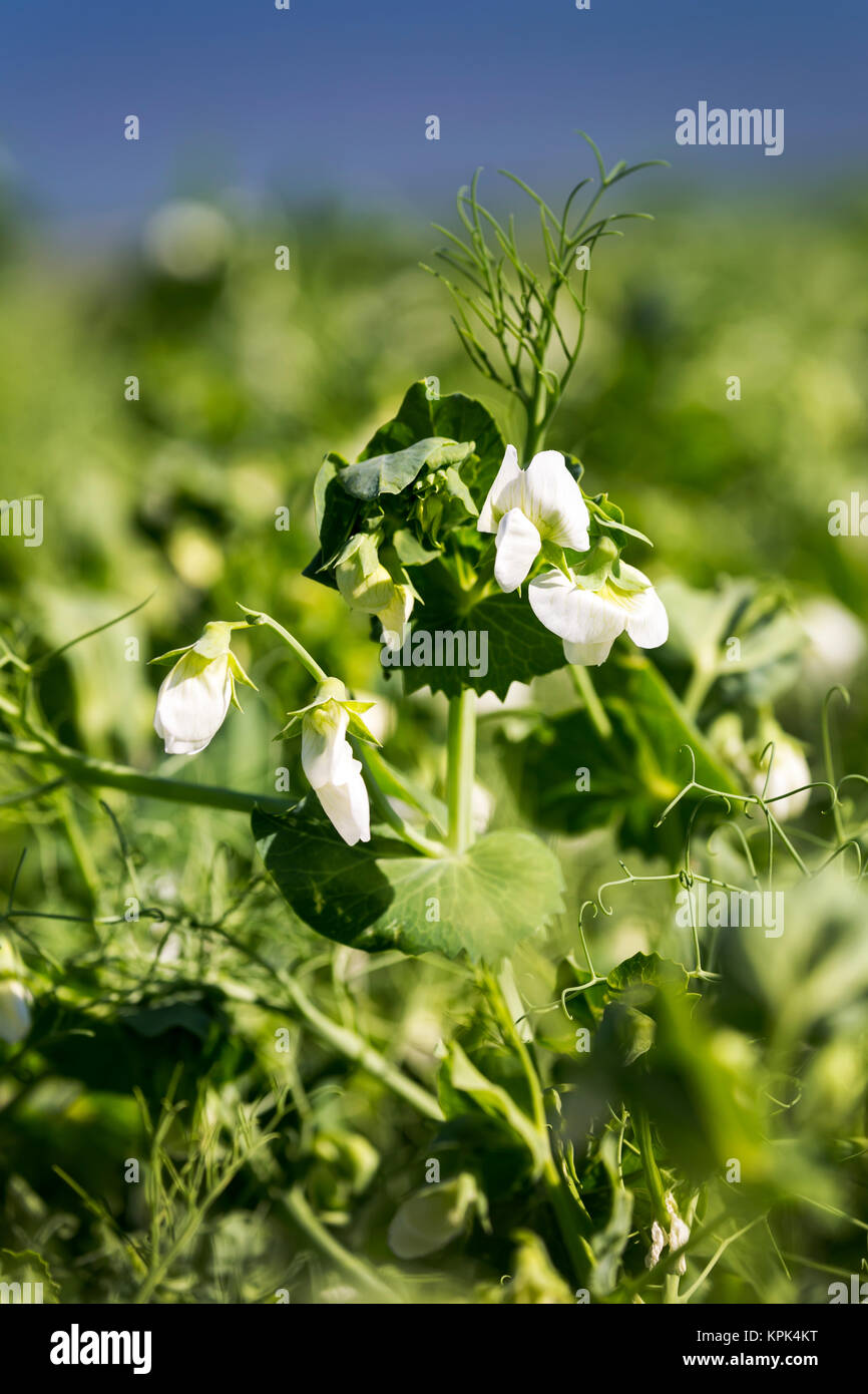 Close-up of a flowering pea plant in a field; Beiseker, Alberta, Canada ...