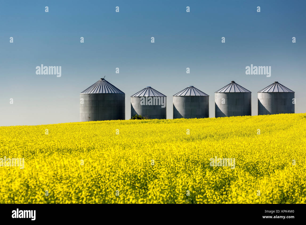 Large metal grain bins in a flowering canola field with blue sky ...