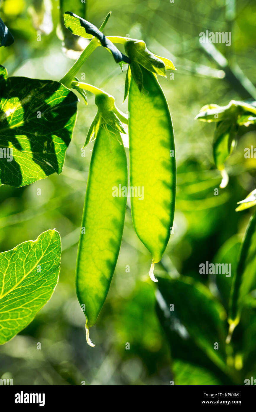 Green pea pod detail hi-res stock photography and images - Alamy
