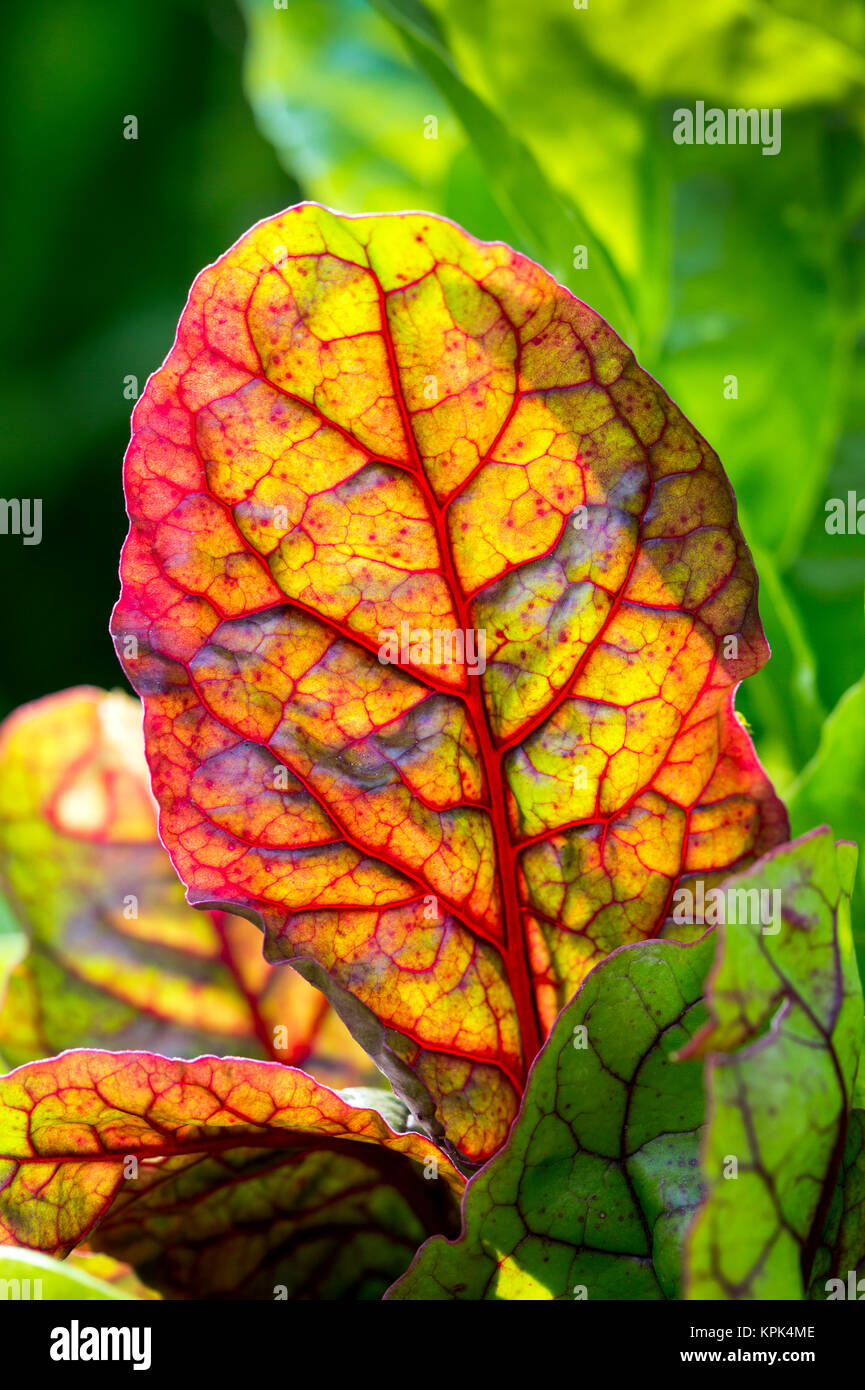 Close-up of a colourful backlit swiss chard leaf in a garden; Calgary ...