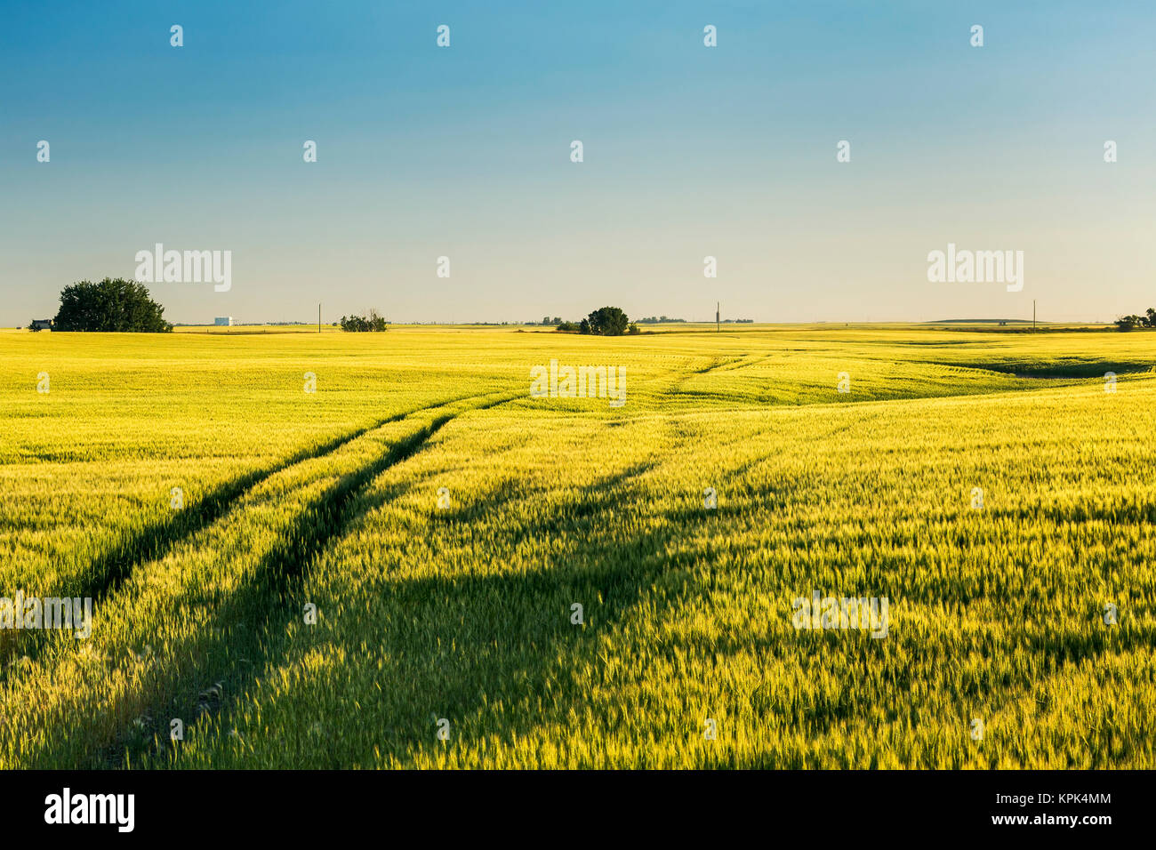 An unripe green rolling wheat field at sunrise with blue sky, West of ...
