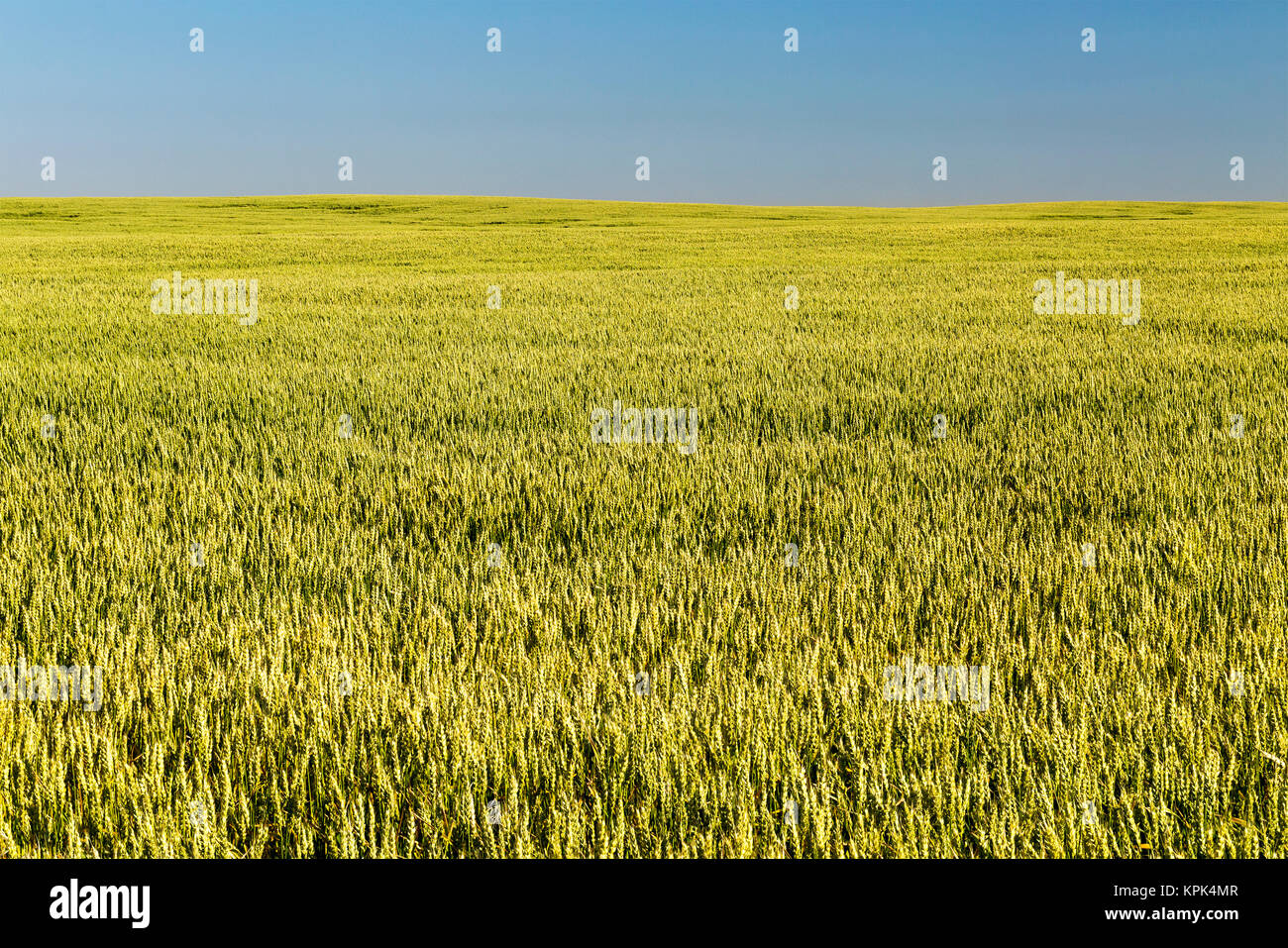 Wheat field prairies alberta hi-res stock photography and images - Alamy