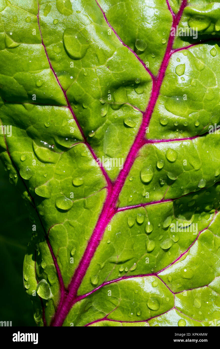 Extreme close-up of a colourful swiss chard leaf with red veins and ...