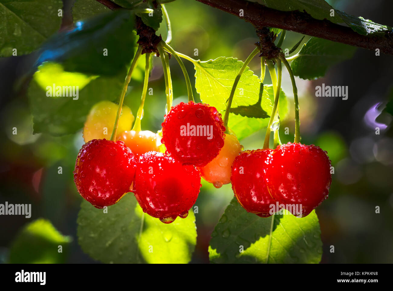 Close-up of a cluster of cherries on the tree with water droplets ...