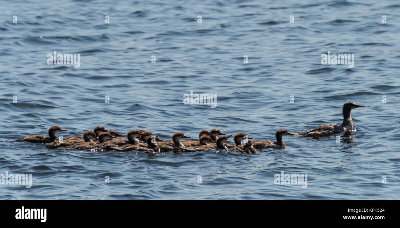 A duck with a large group of ducklings swimming together in a lake ...
