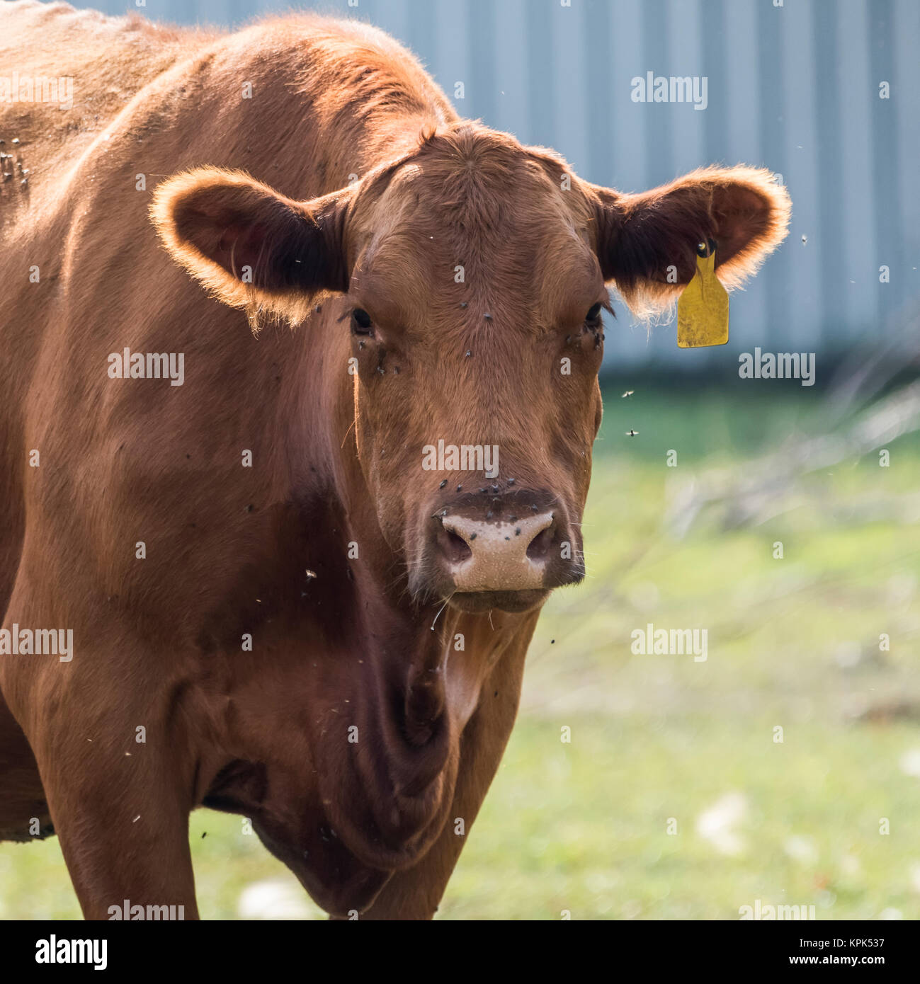 Pest identification hi-res stock photography and images - Alamy