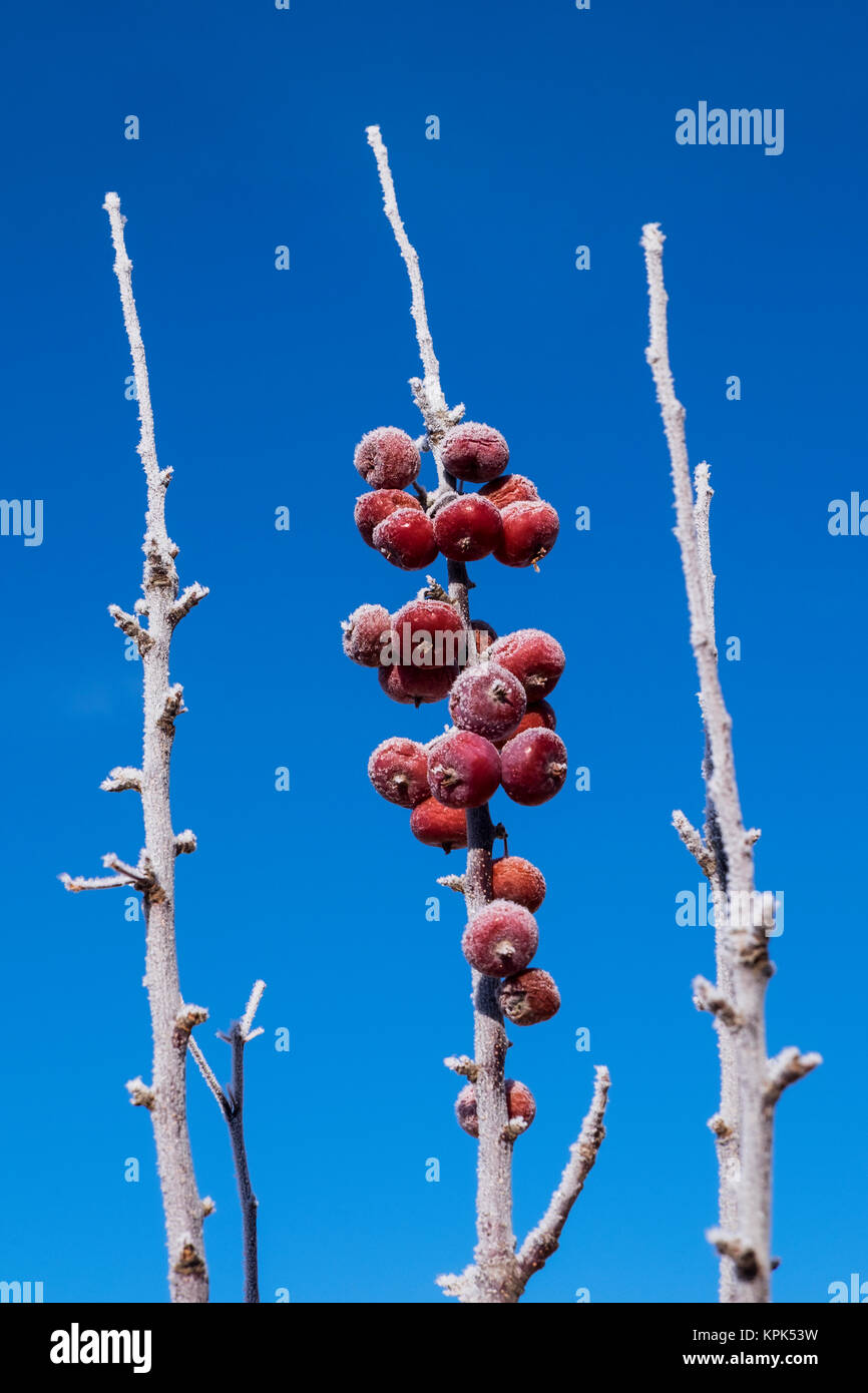 Purple Spire Columnar Crab Apples on a branch covered in hoar frost ...