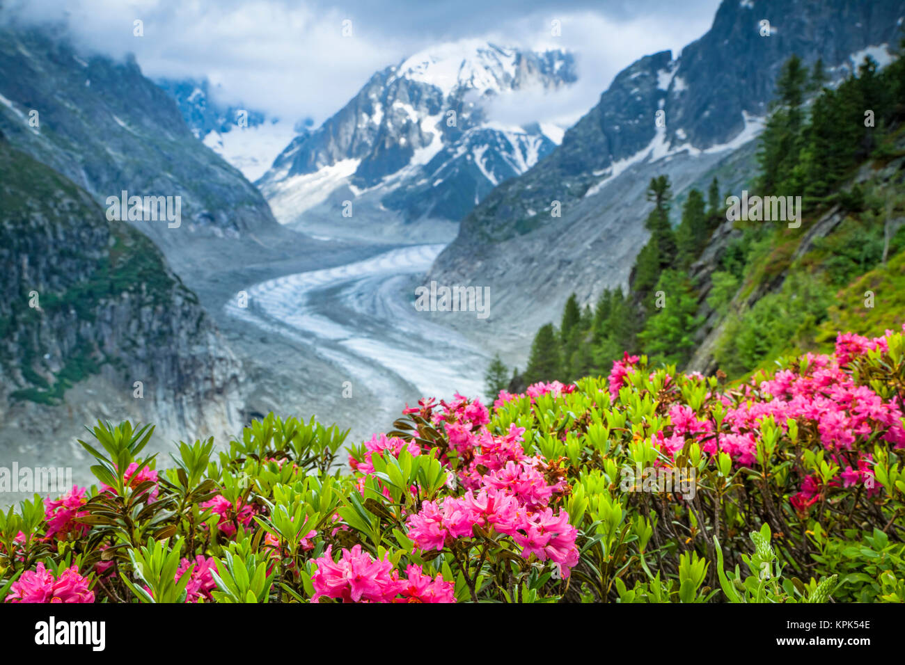 Alpenrose (Rhododendron ferrugineum) flowers over Mer de Glacier and ...