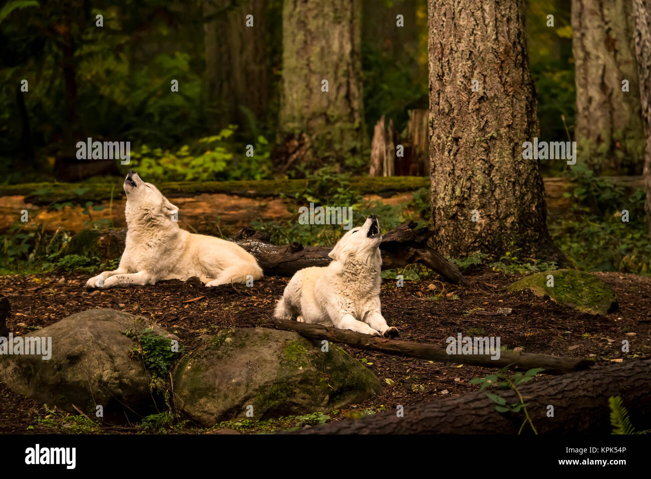 Wolves lying down hi-res stock photography and images - Alamy