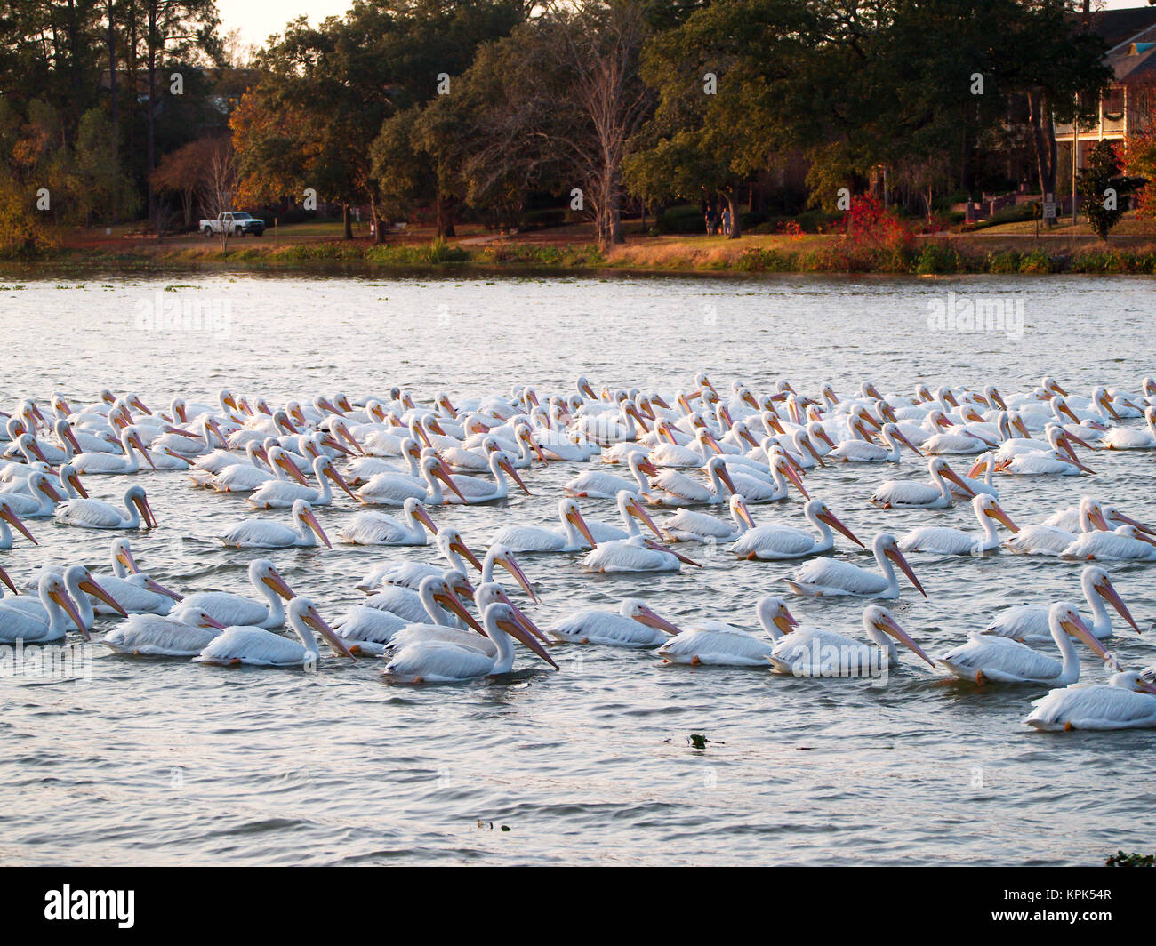 Migrating pelicans at University Lake, Baton Rouge, Louisiana, USA ...