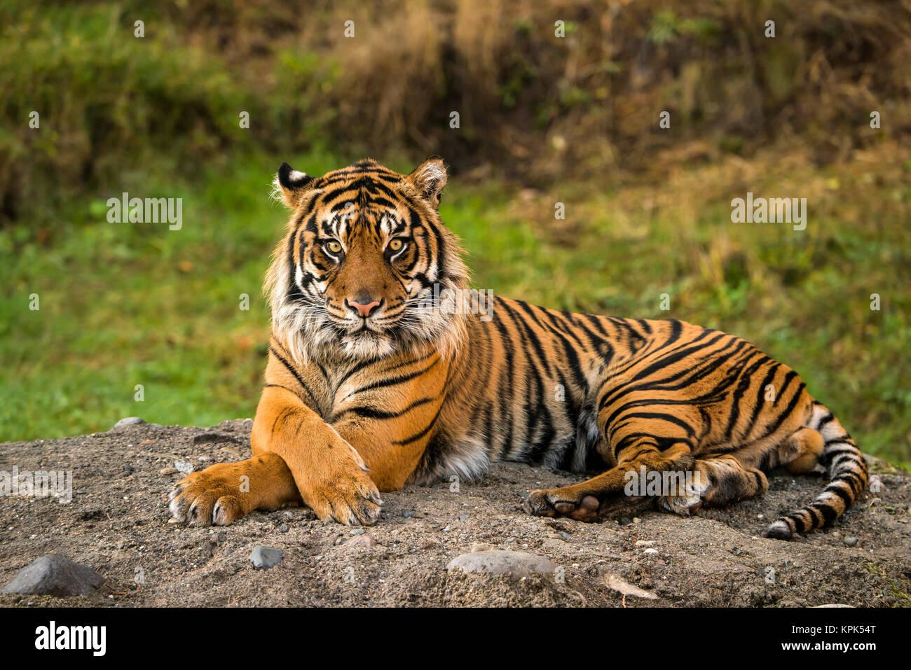 Tiger Lying Down During
