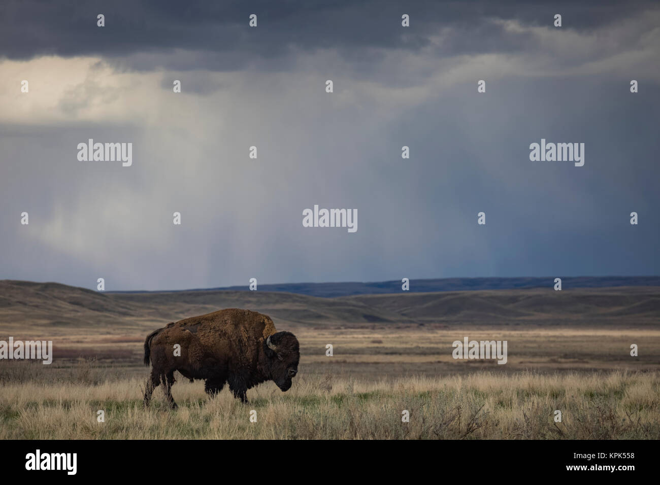 Grasslands national park saskatchewan hi-res stock photography and ...