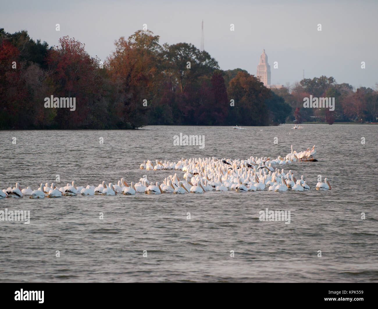 Migrating pelicans at University Lake, Baton Rouge, Louisiana, USA ...