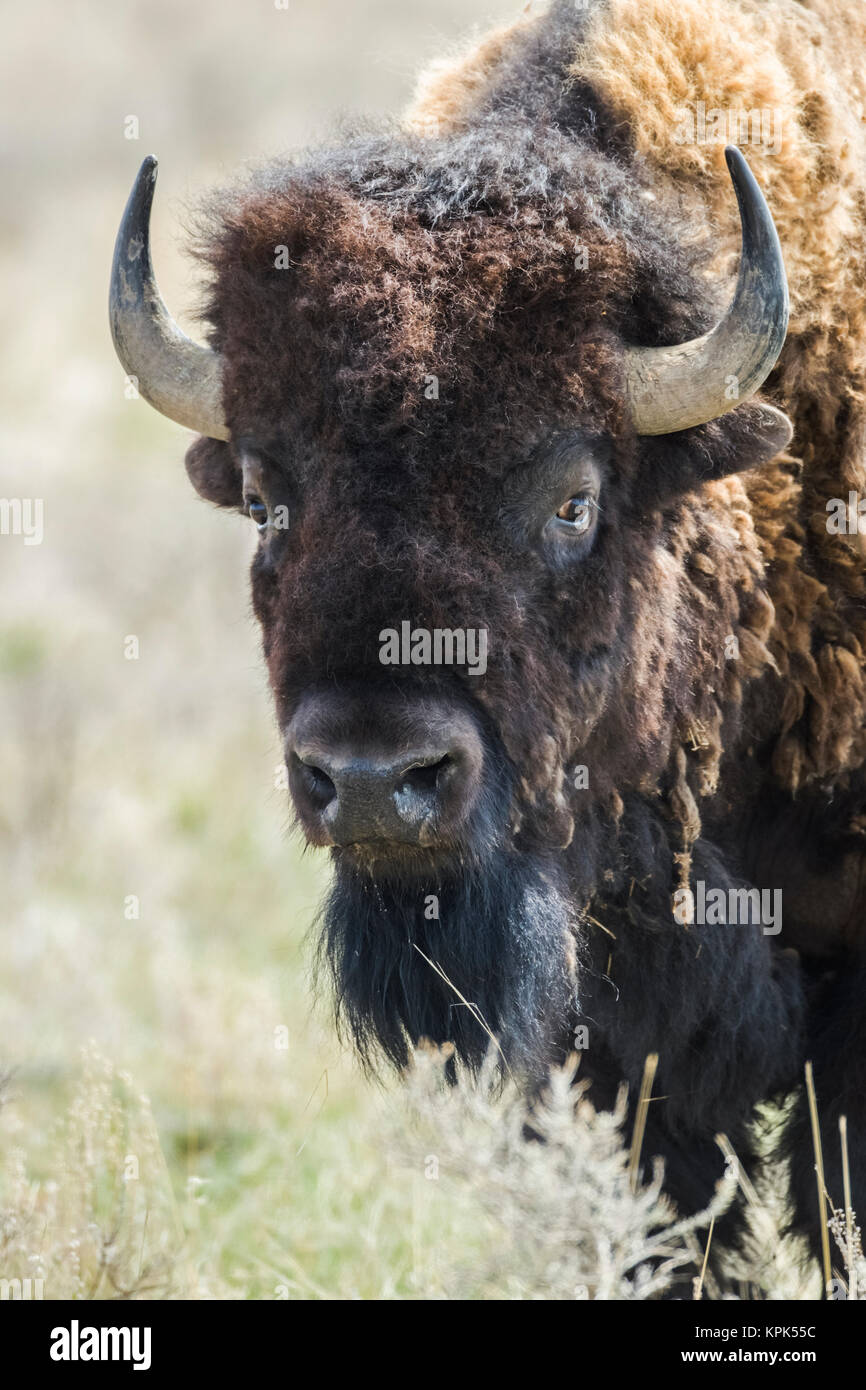 Close-up of a Bison (bison bison) looking at the camera, Grasslands ...