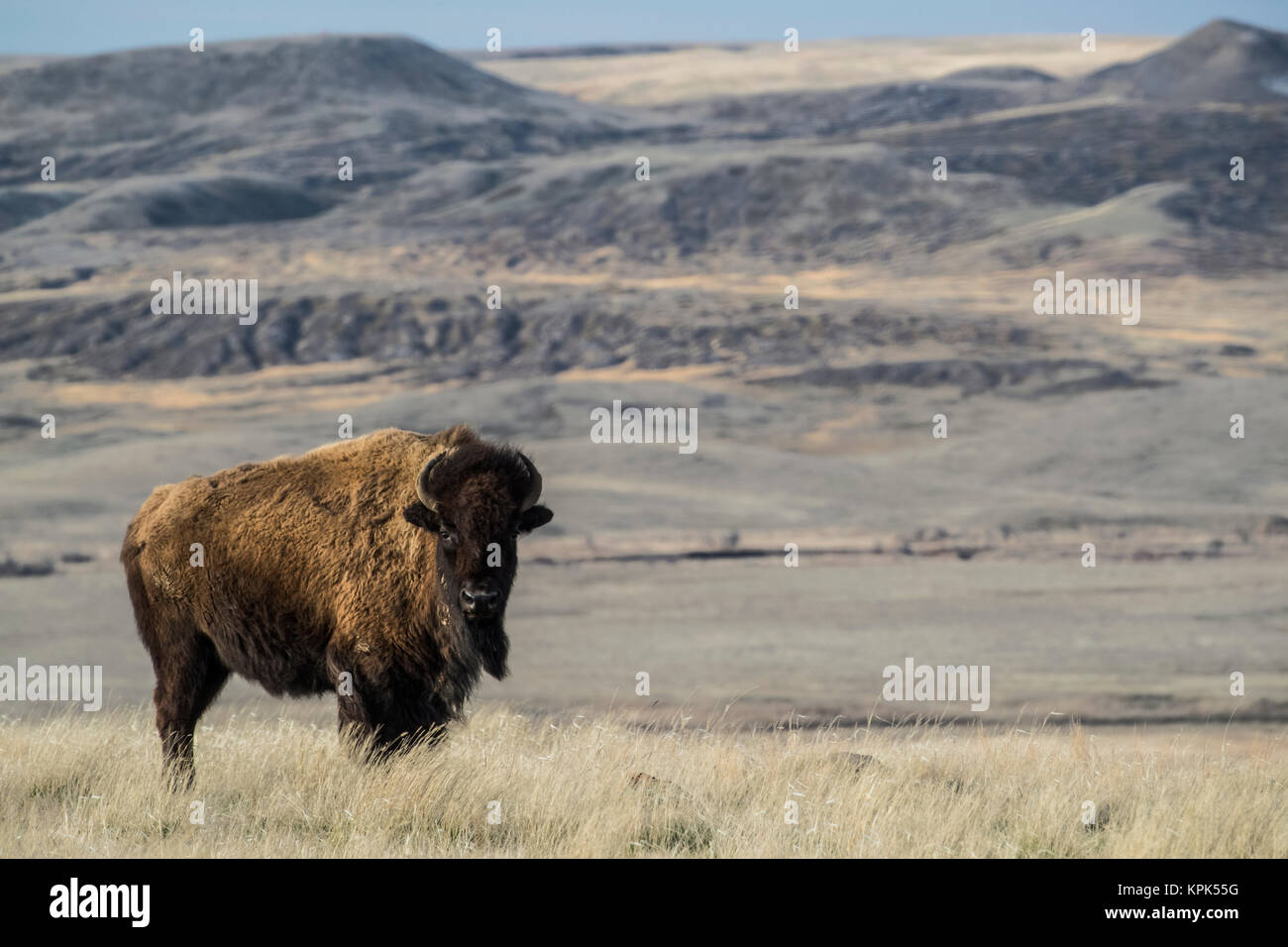 Bison (bison bison) grazing at sunset, Grasslands National Park ...