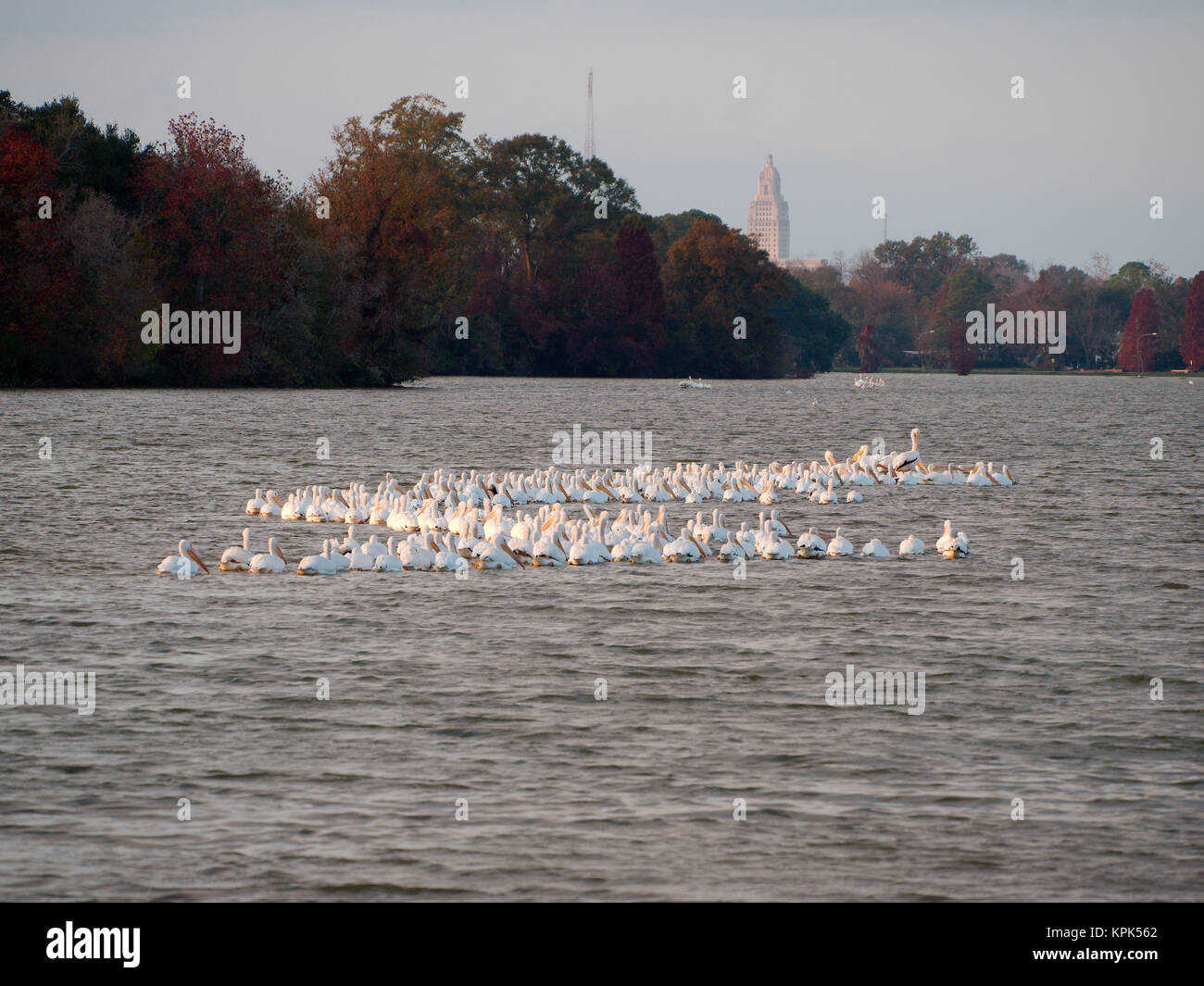 Migrating pelicans at University Lake, Baton Rouge, Louisiana, USA ...