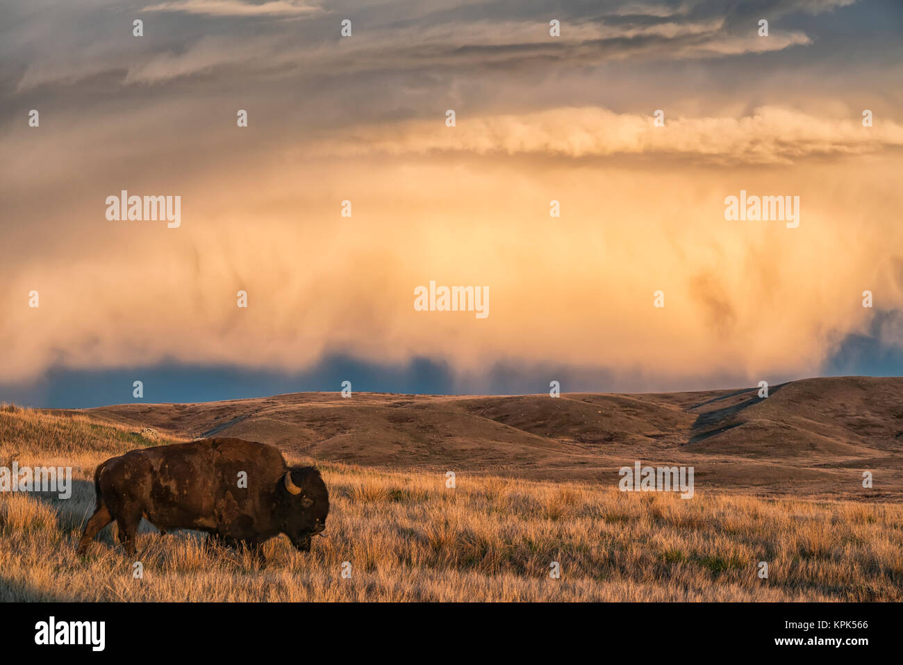 Bison (bison bison) grazing at sunset, Grasslands National Park ...