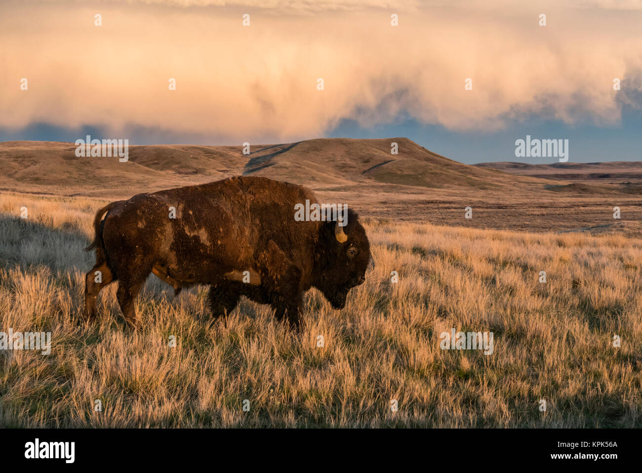 Bison (bison bison) grazing at sunset, Grasslands National Park ...