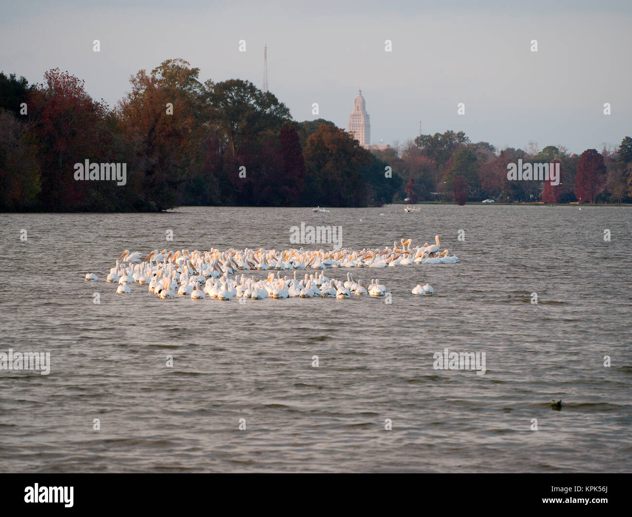 Migrating pelicans at University Lake, Baton Rouge, Louisiana, USA ...