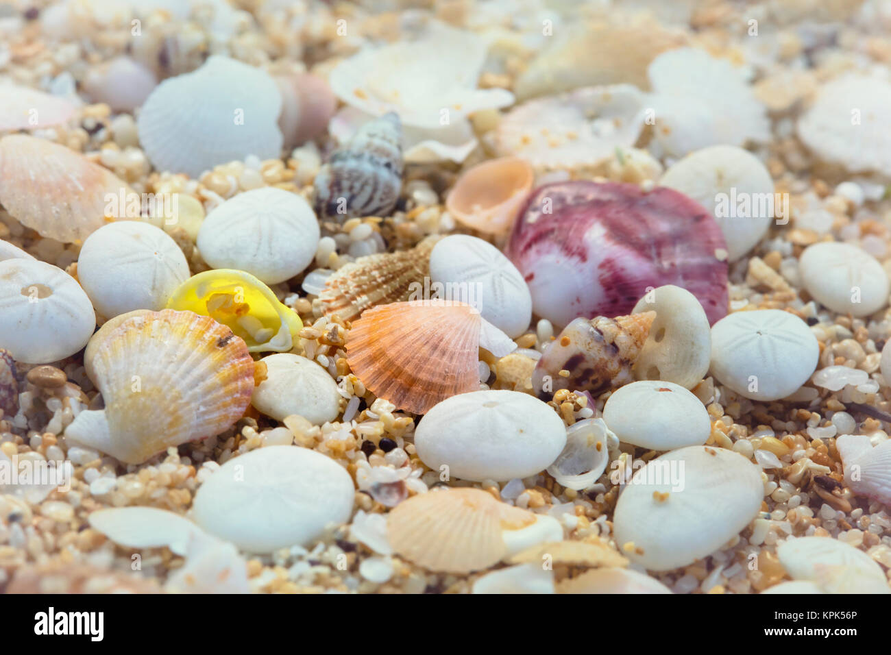 Close up seashells variety hi-res stock photography and images - Alamy