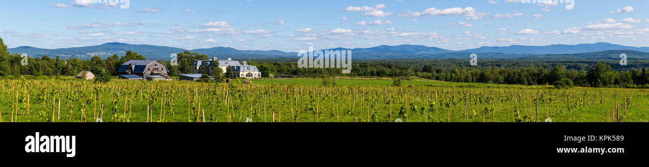 Vine pearl hi-res stock photography and images - Alamy