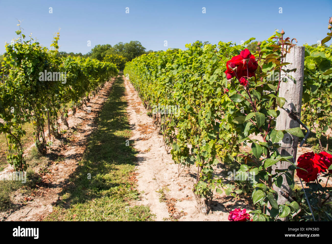 Roses and grape vines hi-res stock photography and images - Alamy
