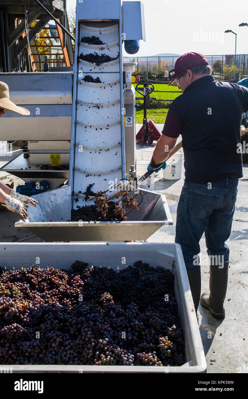 Grape sorting hi-res stock photography and images - Alamy
