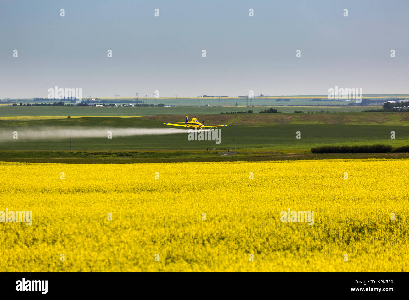 Low flying crop duster spraying a flowering canola field with blue sky ...