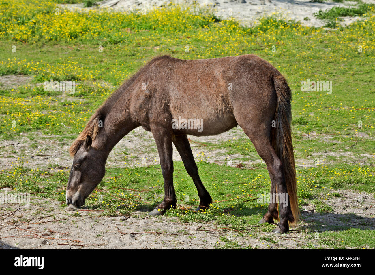 NC01098-00...NORTH CAROLINA - Banker horse grazing in field at the ...