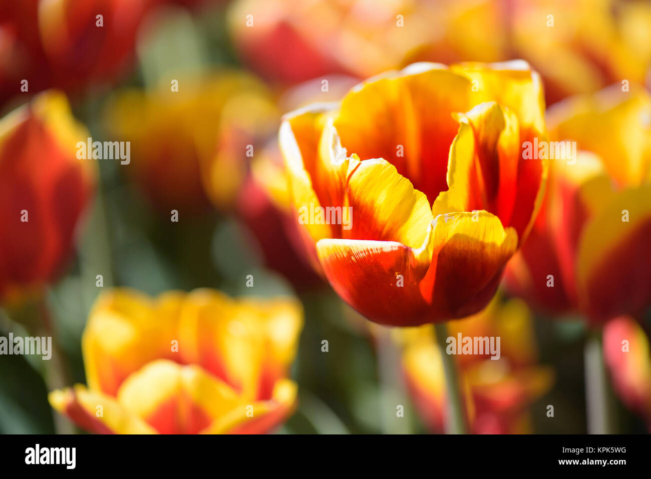 Flame tulips hi-res stock photography and images - Alamy