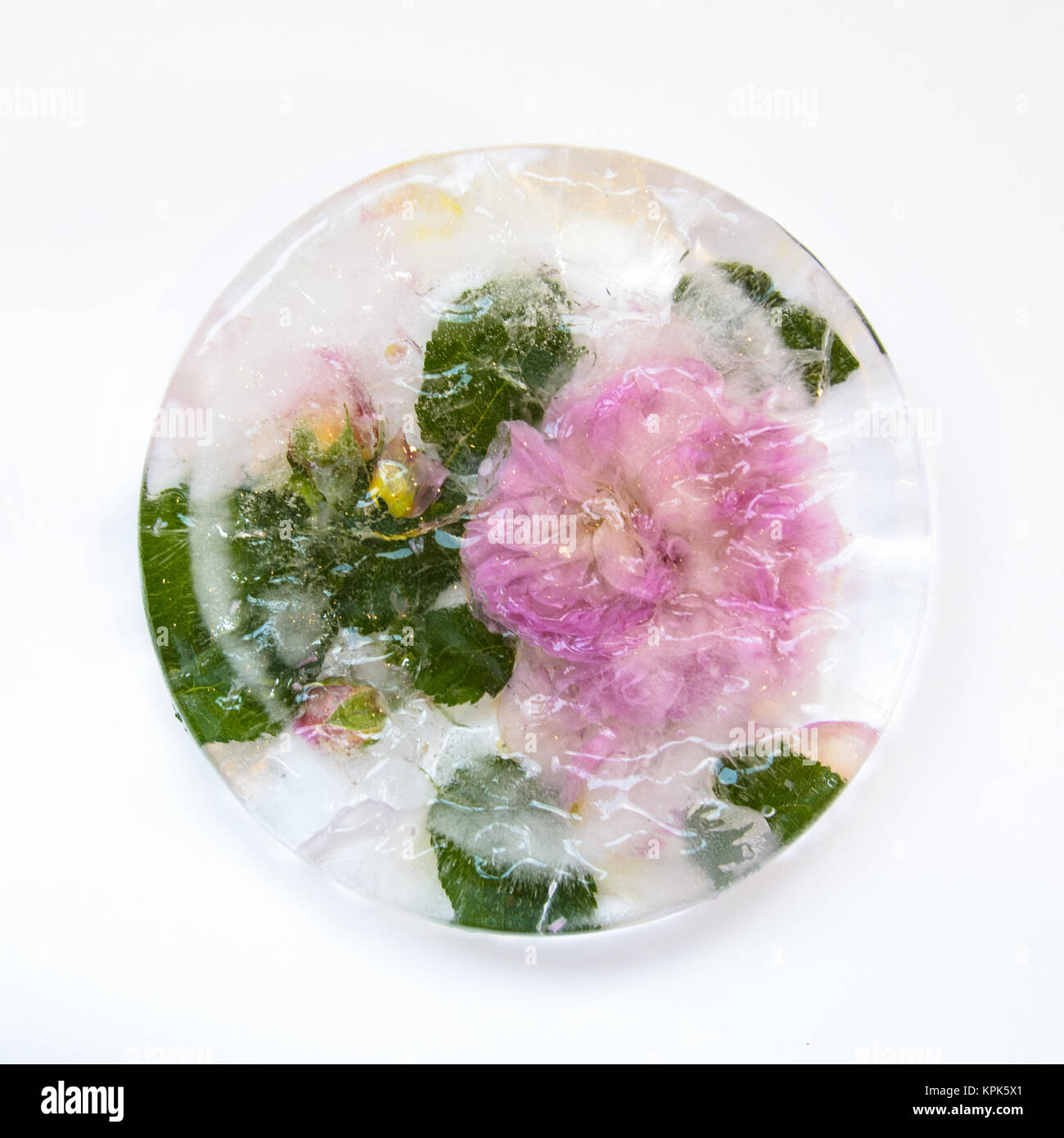 Iced flowers hi-res stock photography and images - Alamy