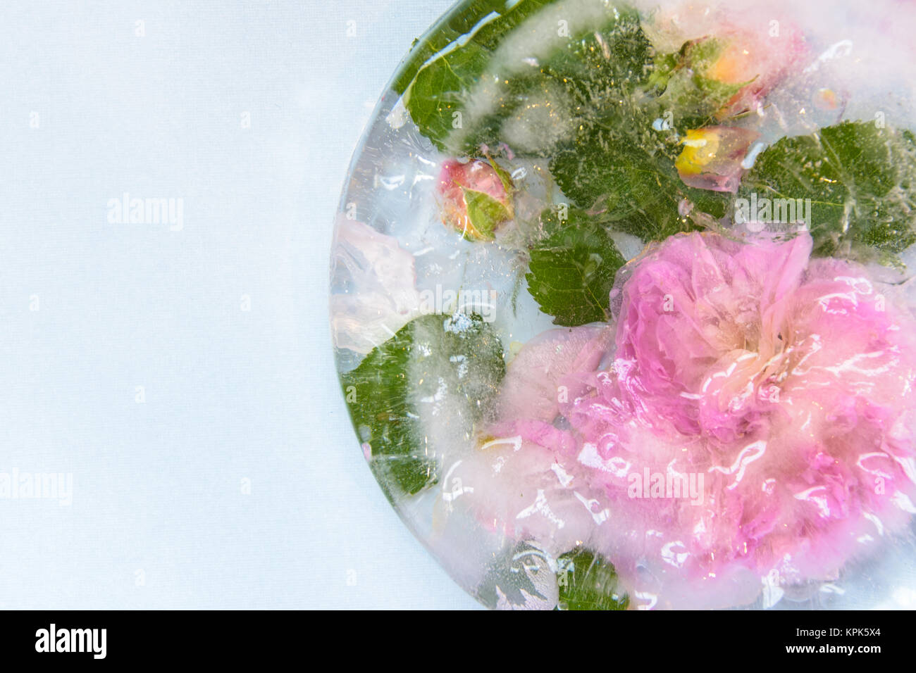 Iced flowers hi-res stock photography and images - Alamy