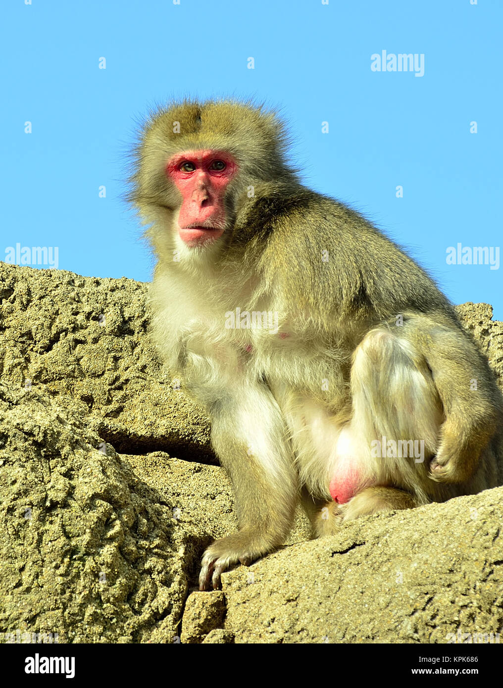 This dominant male snow monkey sits a top of some high rocks over ...