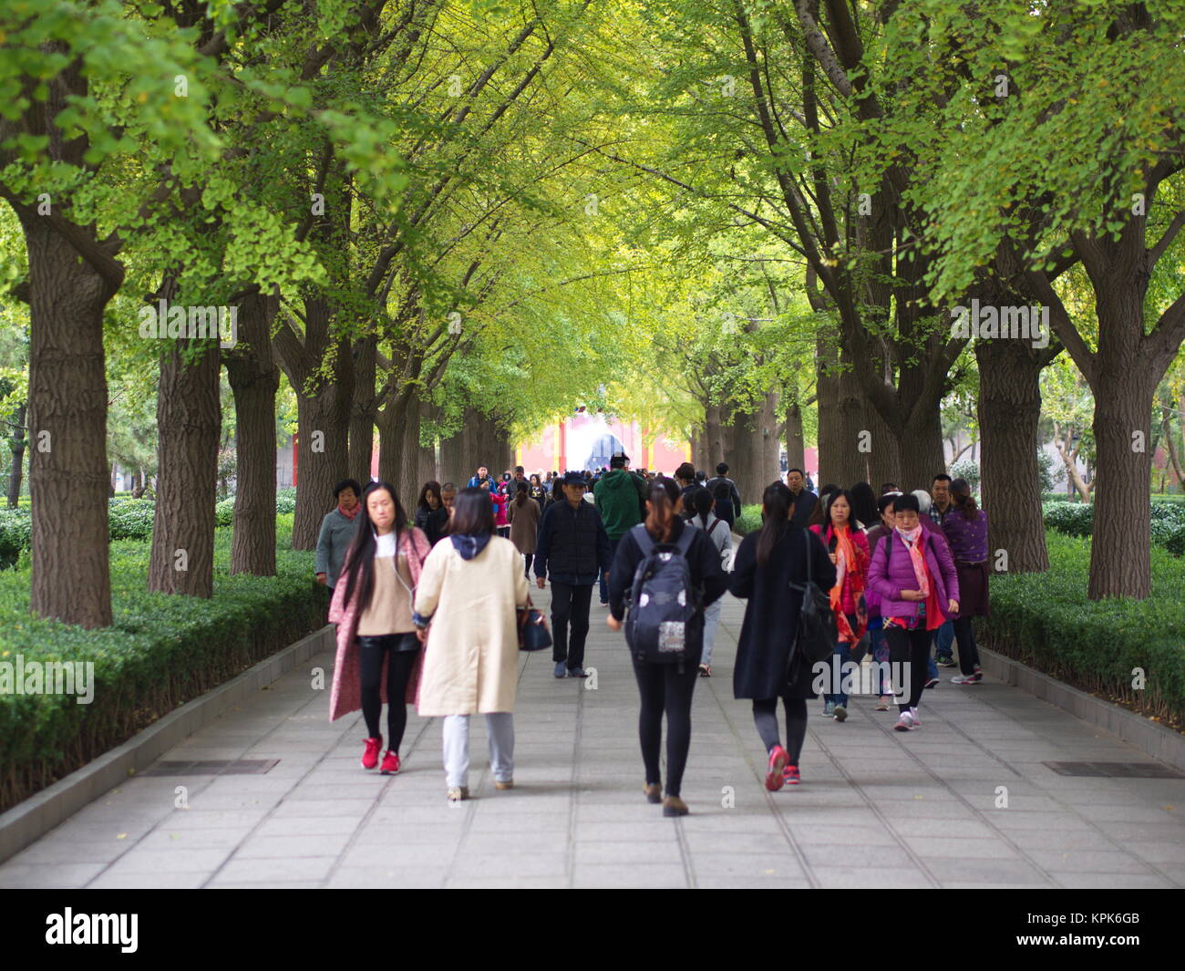 Gingko leaves and Trees in different view. Taken in Beijing , China ...