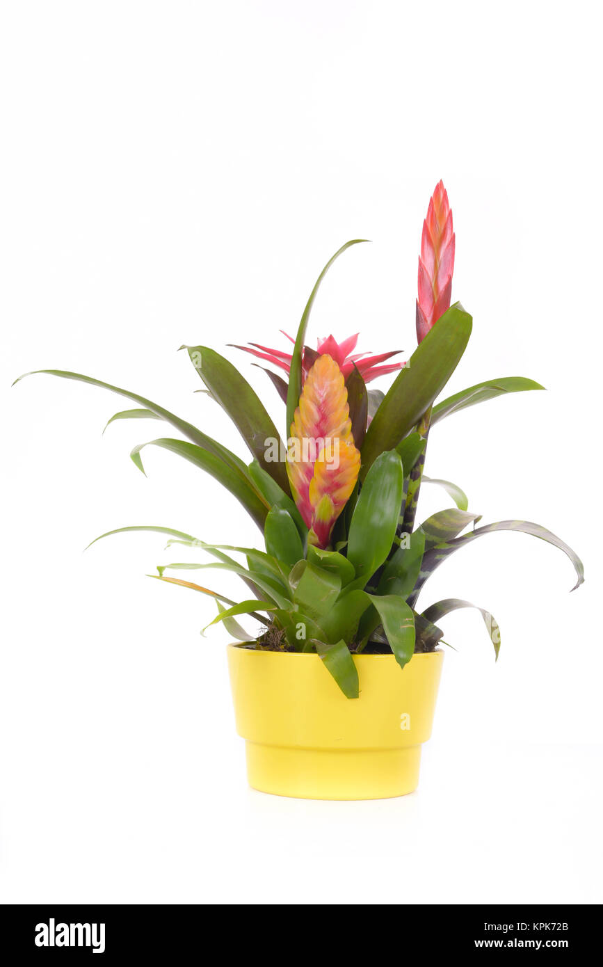 bromelia flower plant Stock Photo - Alamy