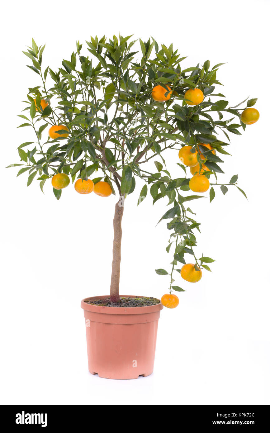 citrus mandarin mandarinier Stock Photo - Alamy